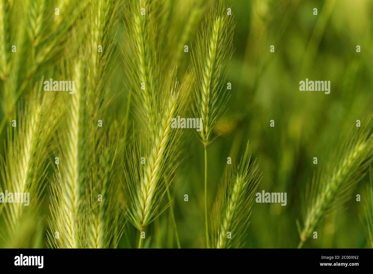 Close up photo of beautiful green grain Stock Photo - Alamy
