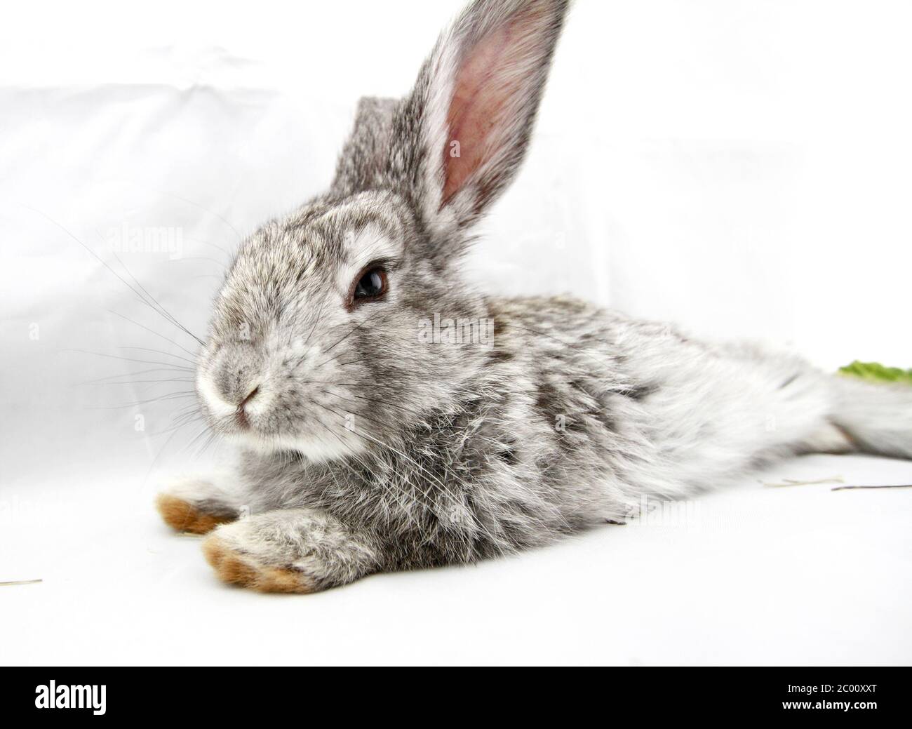 Cute gray rabbit isolated on white background Stock Photo - Alamy