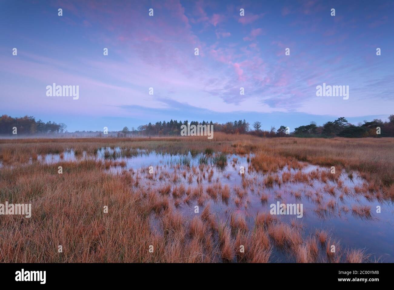 Swamp pink hi-res stock photography and images - Alamy