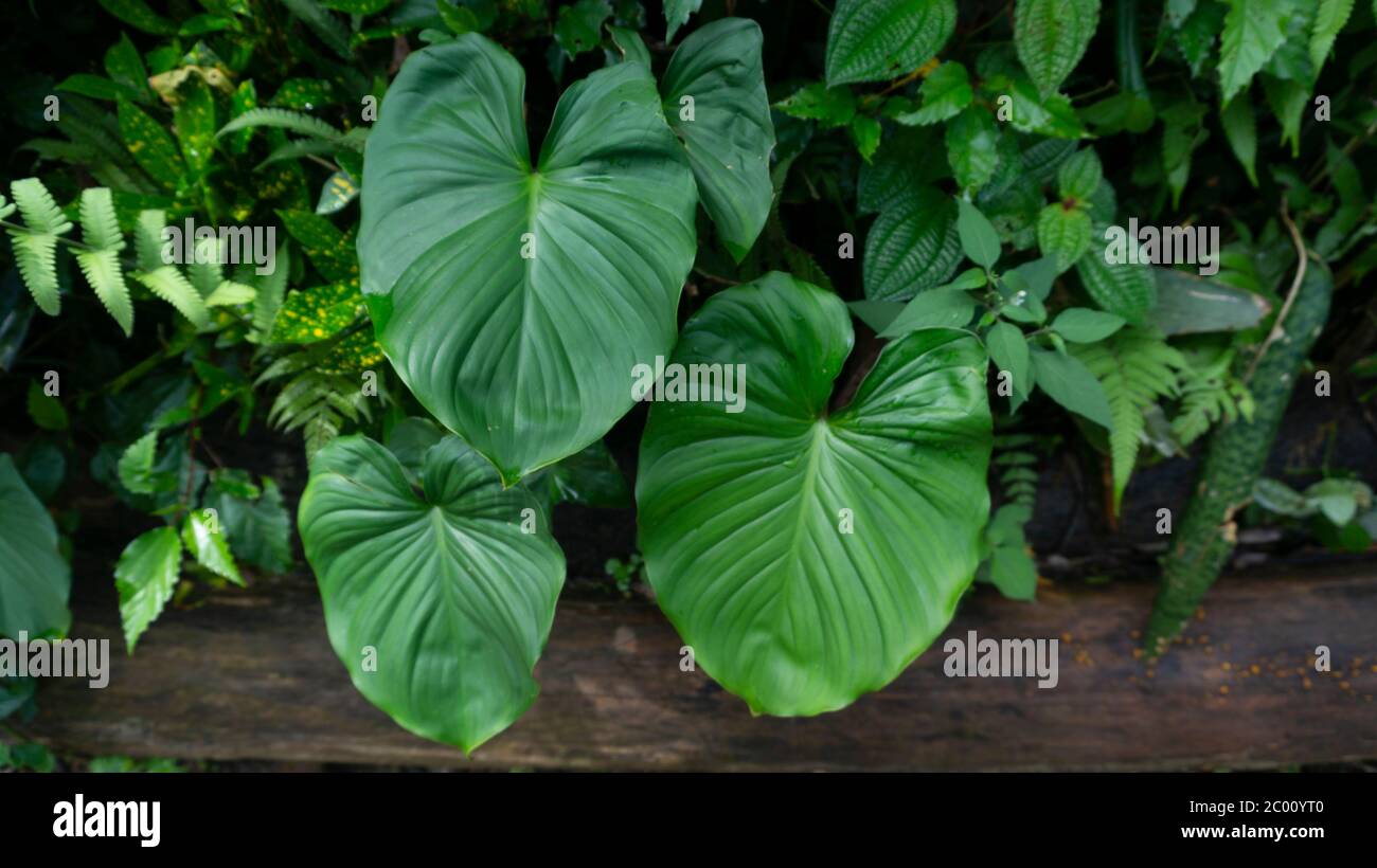 Taro leaves that grow in the middle of wild forests. The high ...