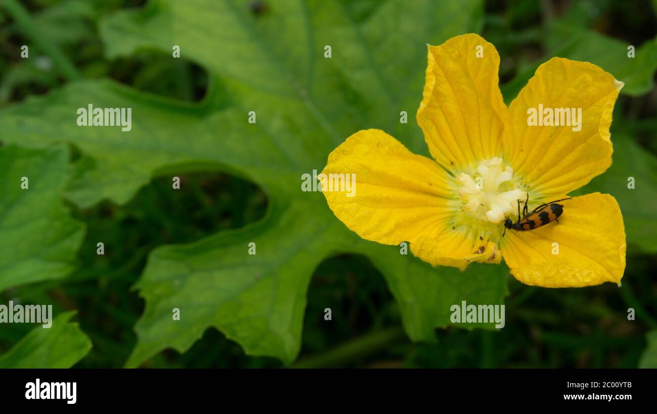 Beautiful yellow melon flower, the process of fertilization agarmasa ...