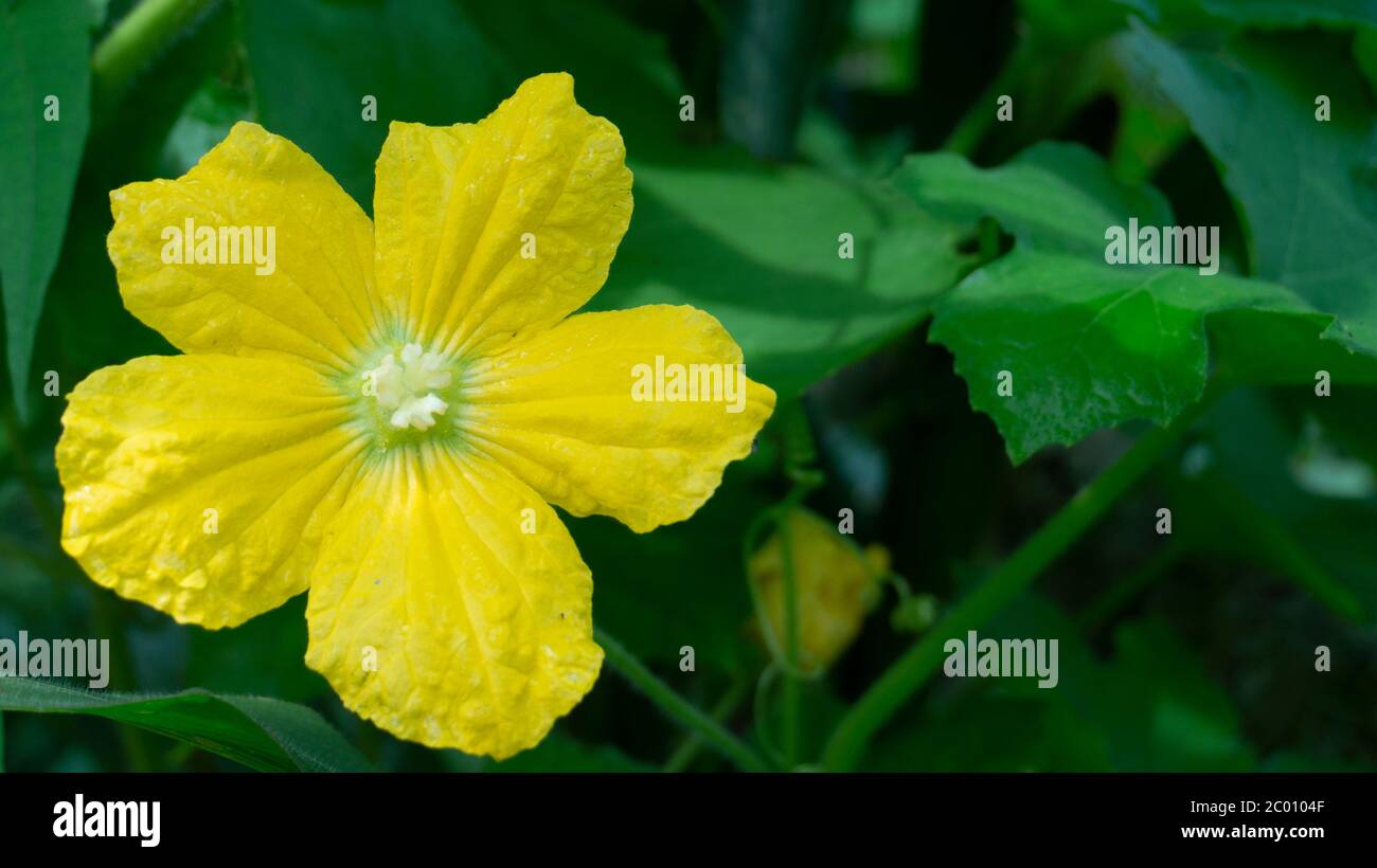 Beautiful yellow melon flower, the process of fertilization agarmasa ...