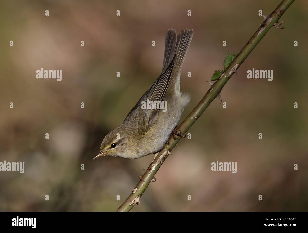 Willow warbler, Phylloscopus trochilus Stock Photo - Alamy
