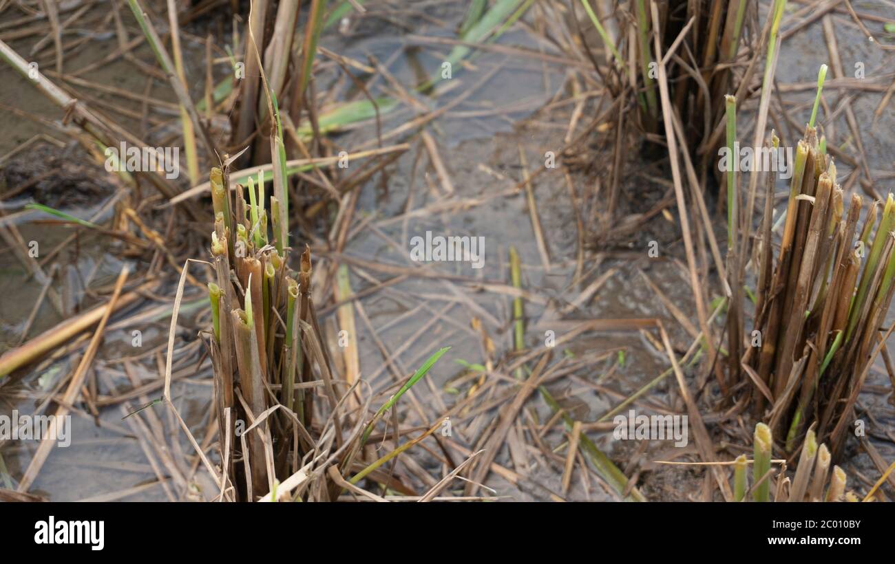 Straw stems after harvesting rice Stock Photo - Alamy