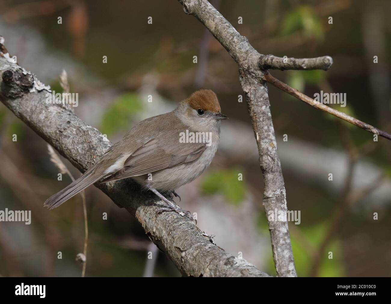 Blackcap, female,Sylvia atricapilla sitting on branch Stock Photo - Alamy