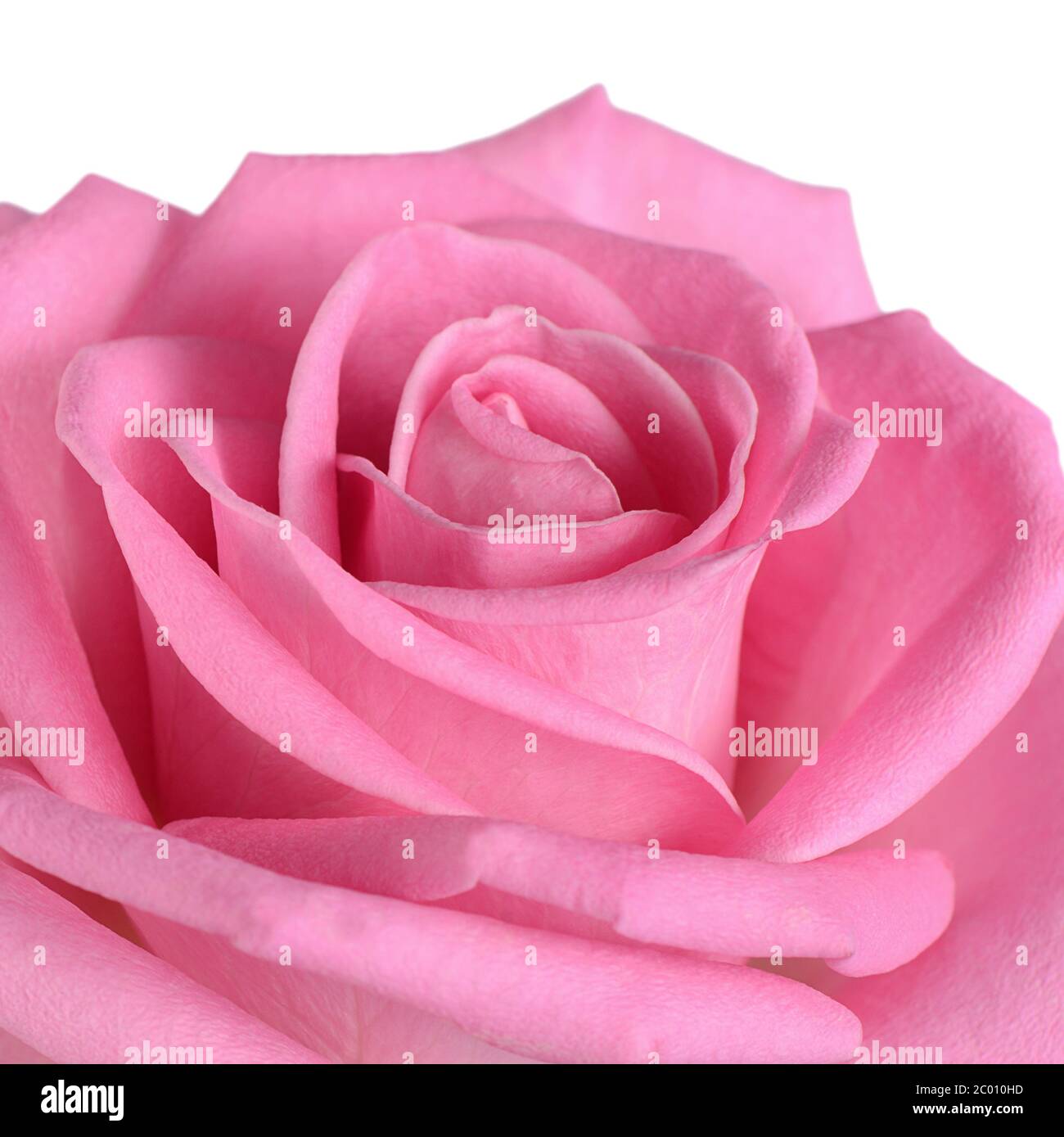 Pink rose on a white background Stock Photo - Alamy