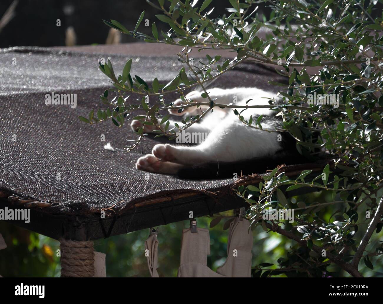 Cat sunbathing on a roof Stock Photo - Alamy