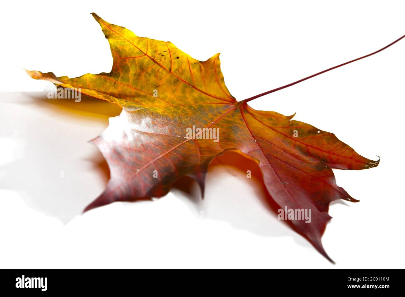 dry maple leaf Stock Photo - Alamy