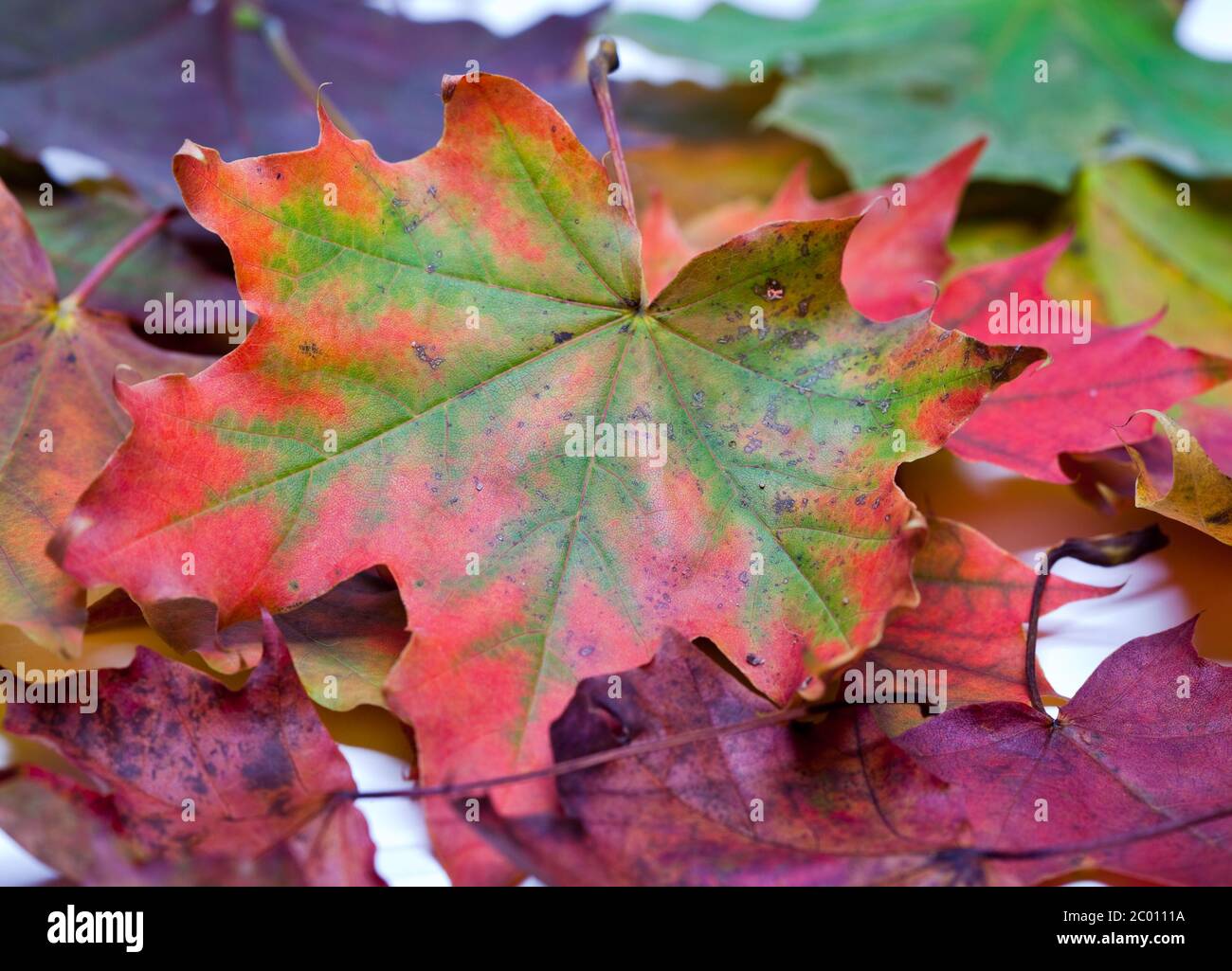 dry maple leaves Stock Photo - Alamy
