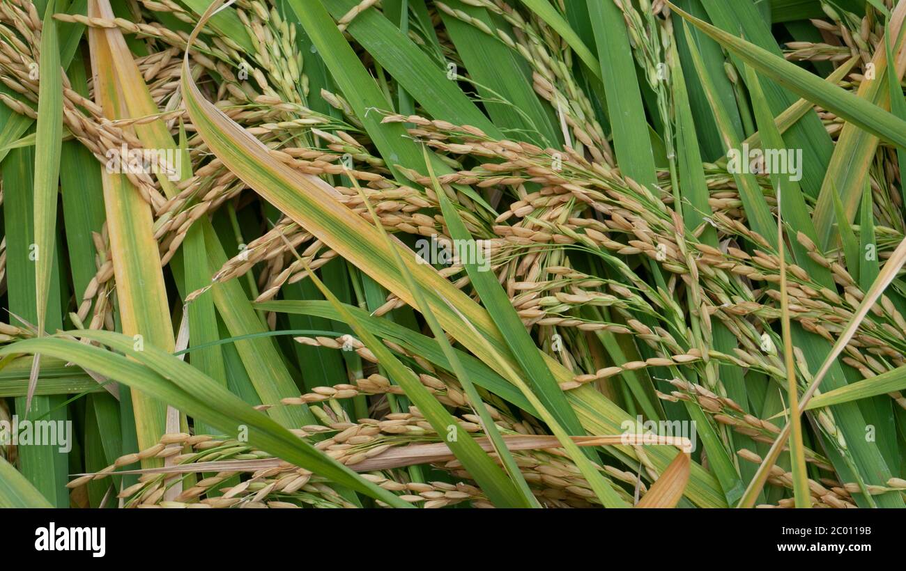 Grains of rice entering the harvest season, one of the food barns for ...