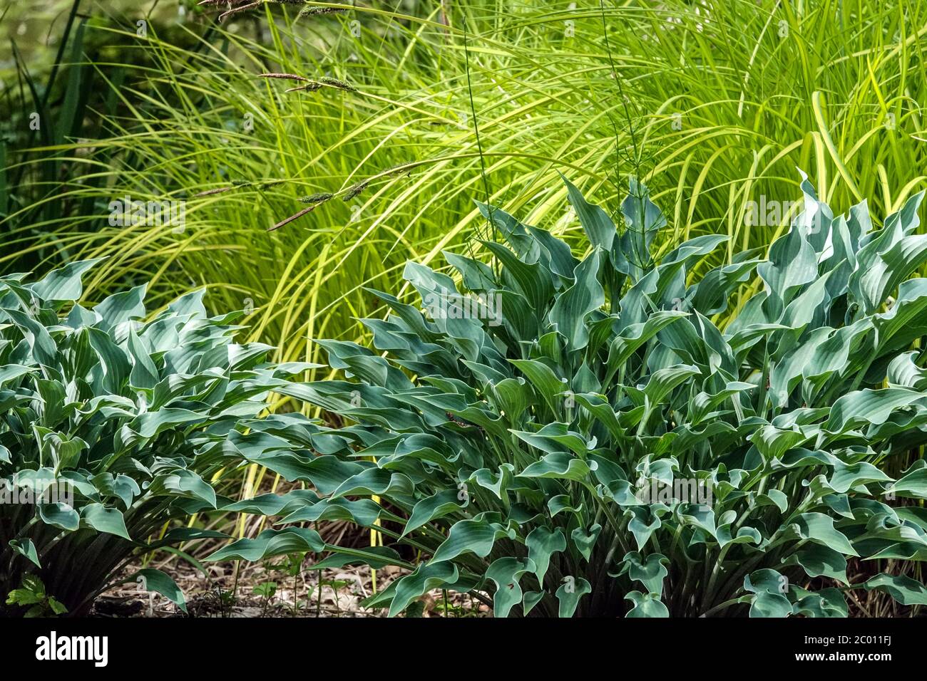 Hosta Blue Silver Hostas Grasses Stock Photo - Alamy
