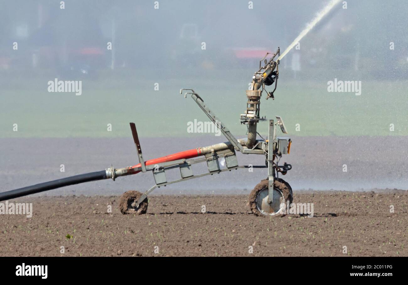 Field is irrigated by a big water jet in the dutch countryside in ...