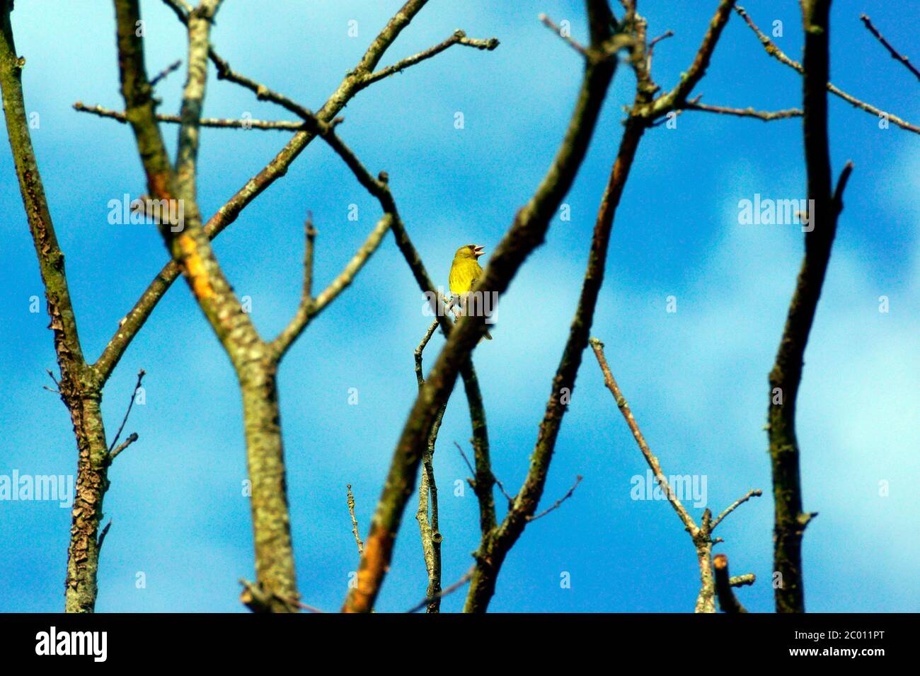 GREEN FINCH SINGING IN THE OLD OAK TREE Stock Photo - Alamy