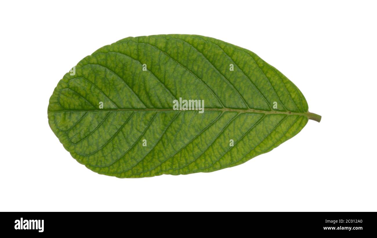 Guava leaves with natural fiber texture isolated mode Stock Photo - Alamy