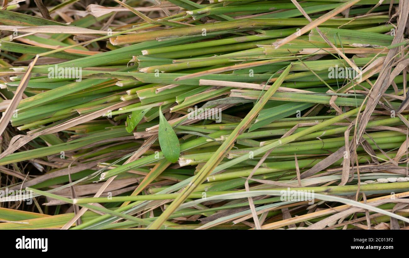 Rice bale stack hi-res stock photography and images - Alamy