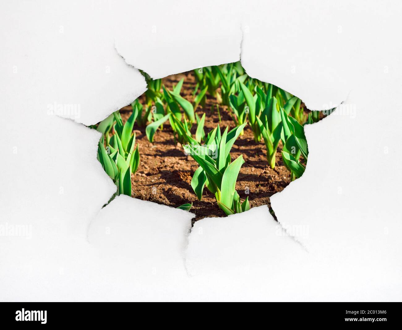 Seedling hole hi-res stock photography and images - Alamy