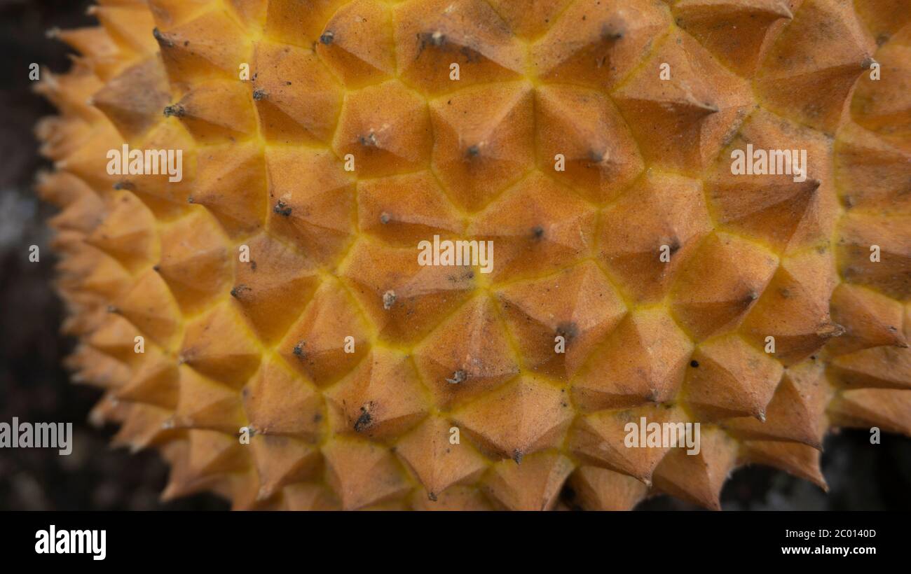 Durio zibethinus skin with sharp spines. Durio zibethinus is a tropical ...