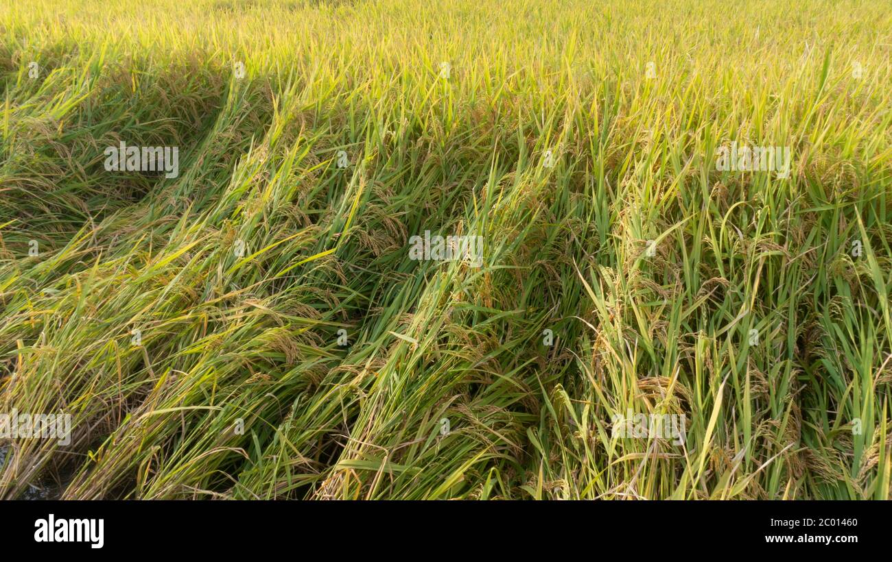 Rice plants that collapsed in the wind when entering the harvest season ...