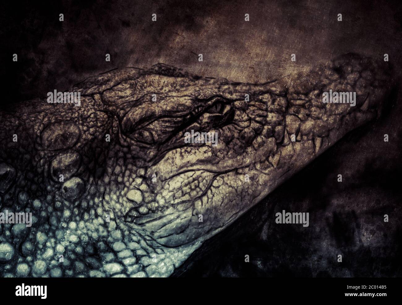 Illustration made with digital tablet, crocodile Stock Photo - Alamy