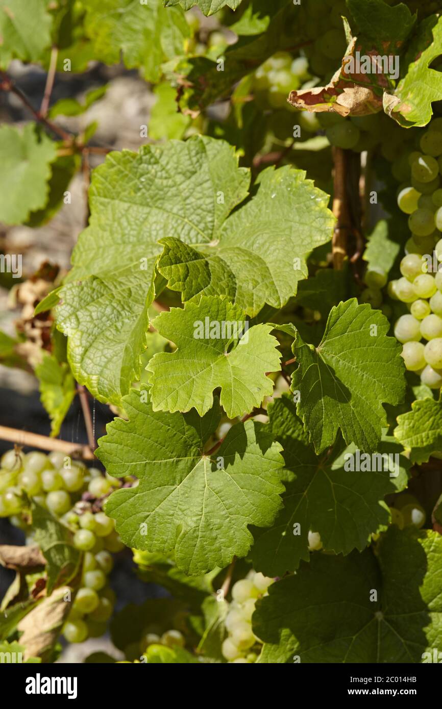 Vineyard vine leaves hi-res stock photography and images - Alamy