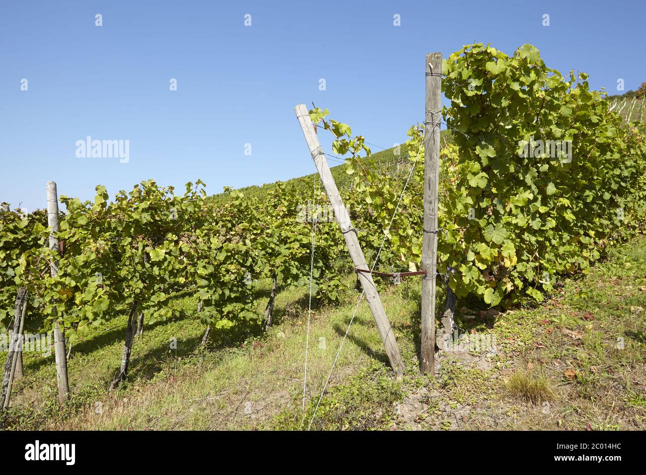 Vineyard - Vines Stock Photo - Alamy