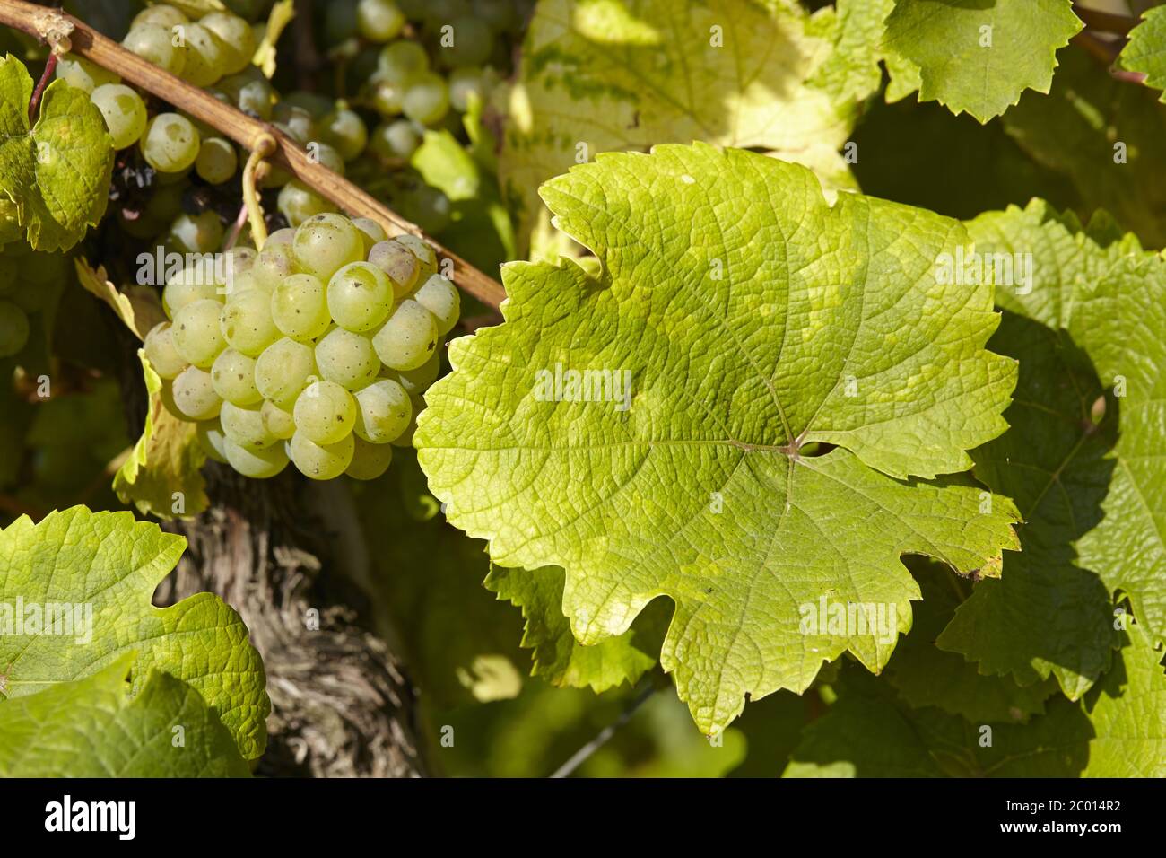 Vineyard vine leaves hi-res stock photography and images - Alamy