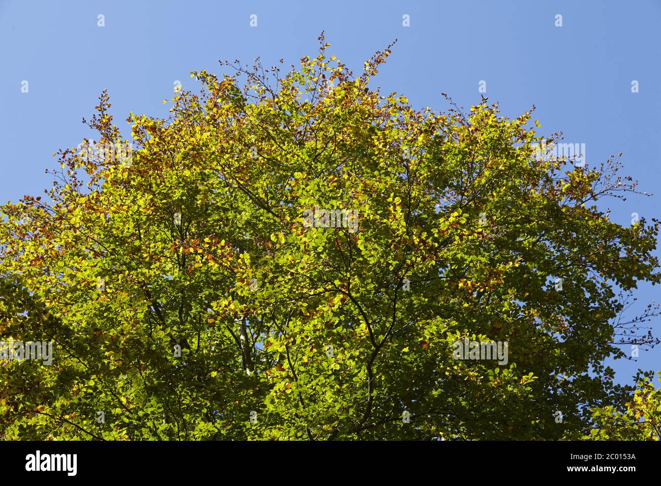 Forest - tree tops at the edge of the forest Stock Photo - Alamy