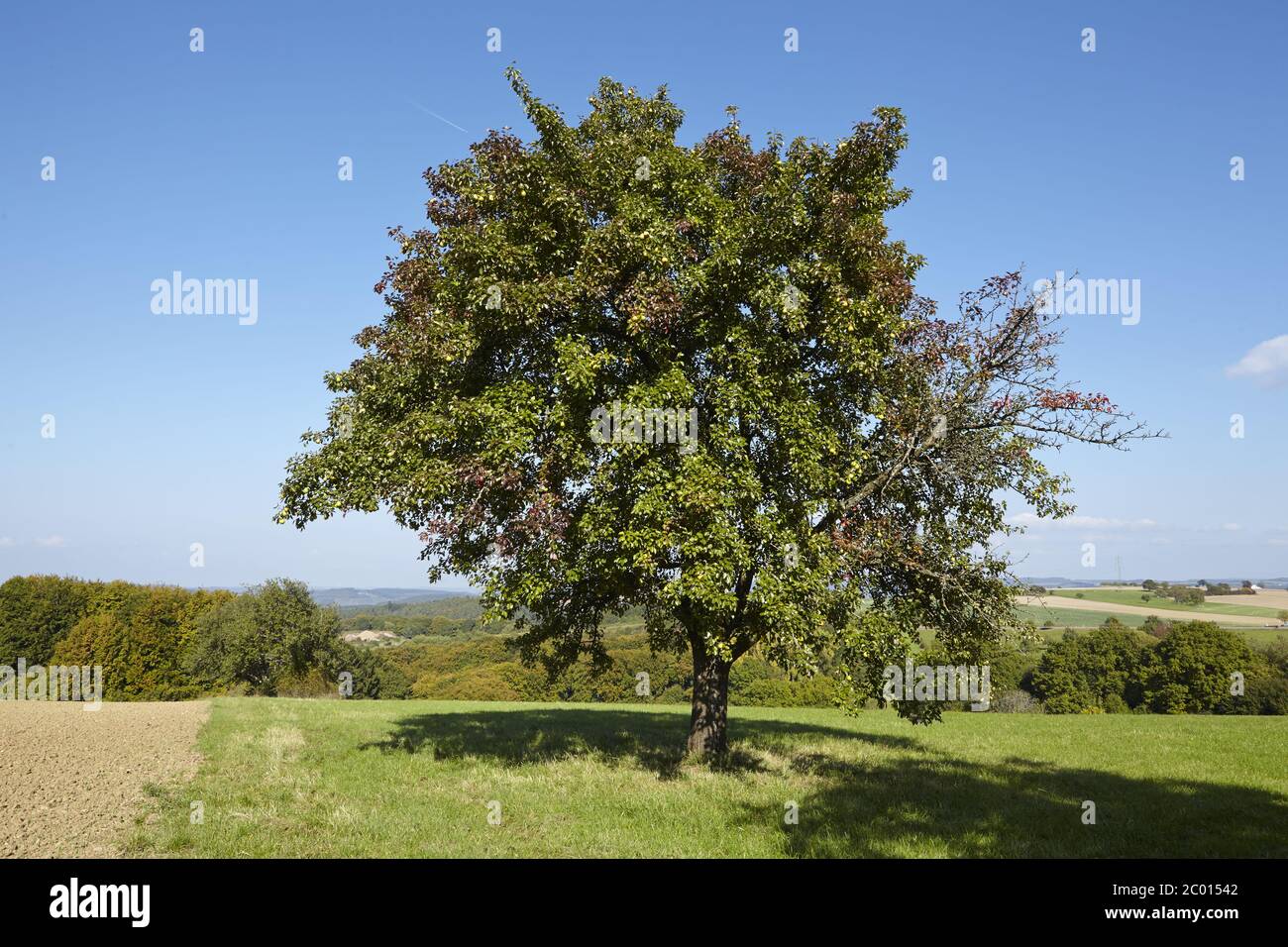 Pear tree - landscape with pear tree Stock Photo - Alamy