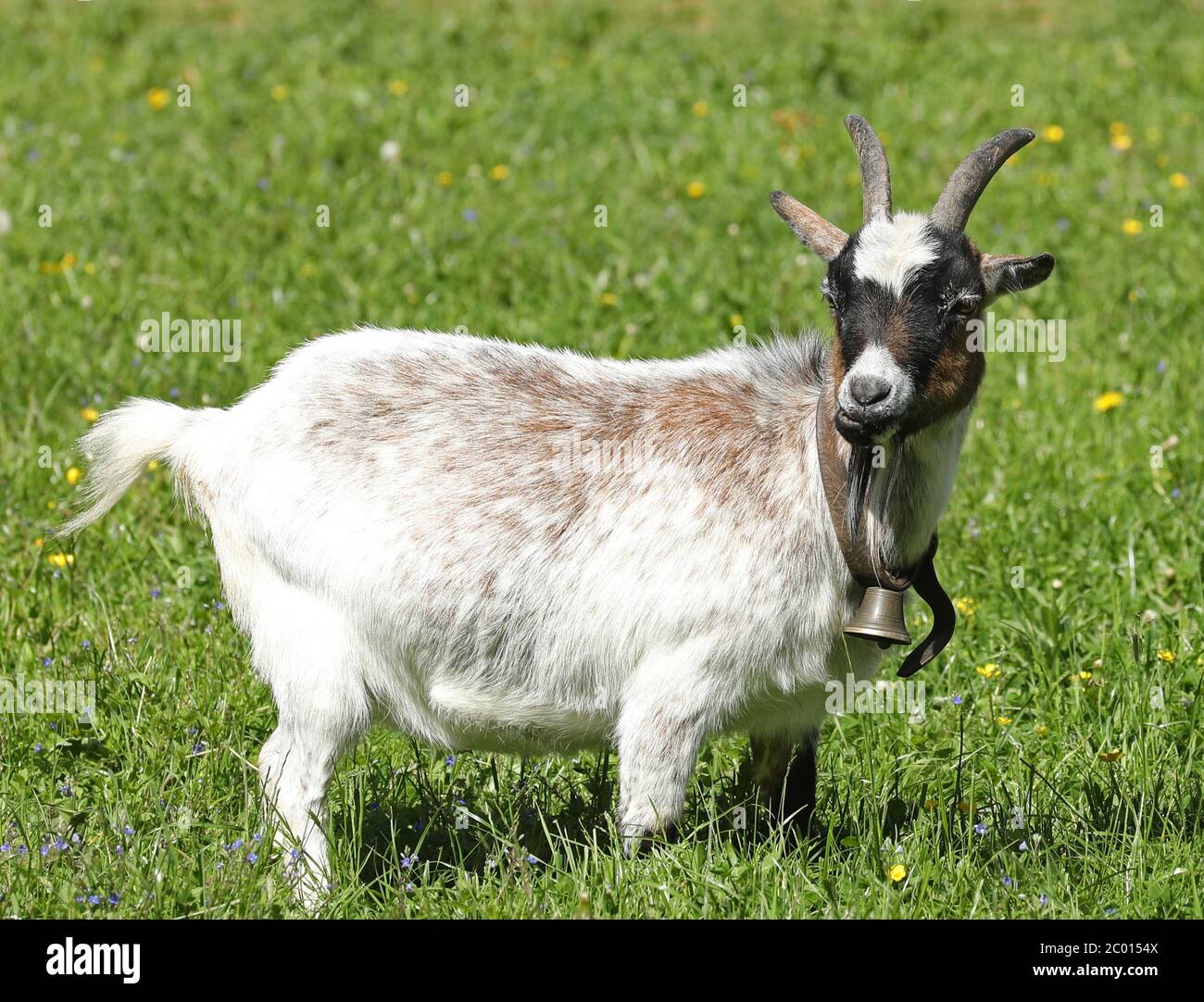 Goat on meadow eating grass hi-res stock photography and images - Alamy