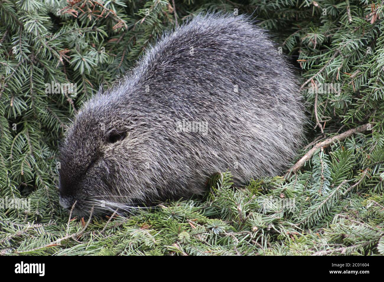 Beaver animals hi-res stock photography and images - Alamy
