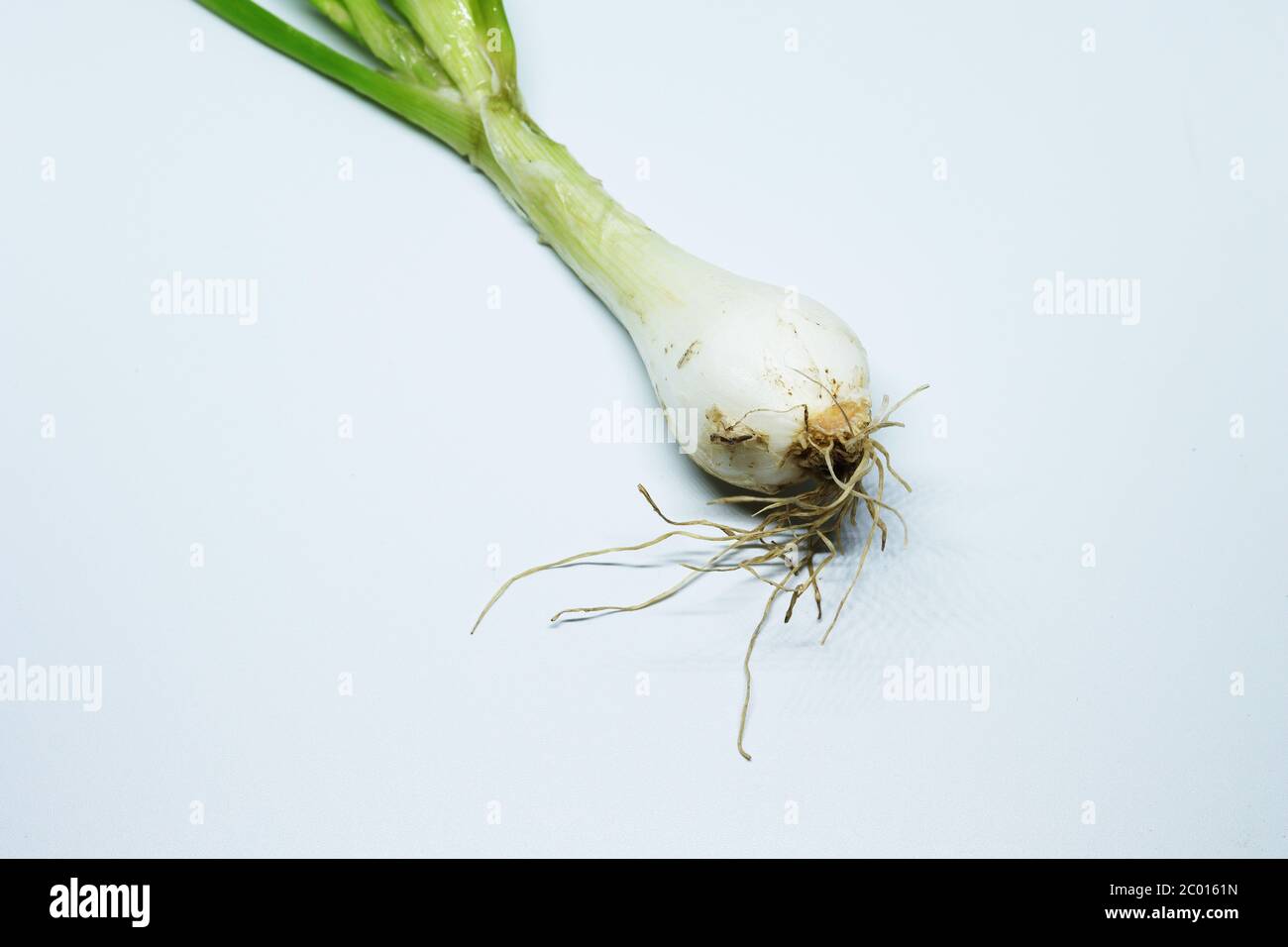Fresh Green Spring Onion With Roots On An Isolated White Background ...