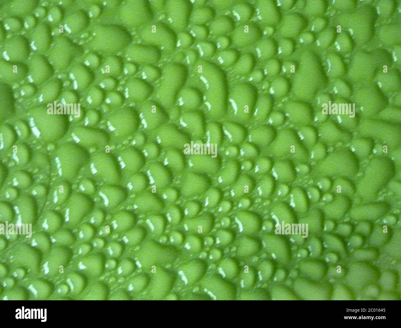Green water drops hi-res stock photography and images - Alamy