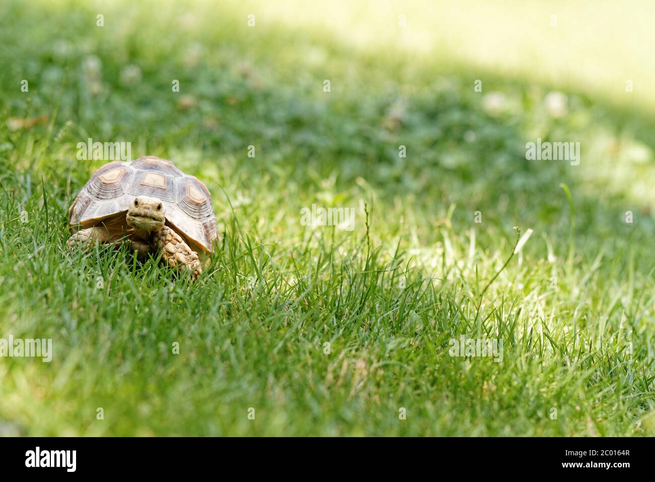 Cute little reptile hi-res stock photography and images - Alamy