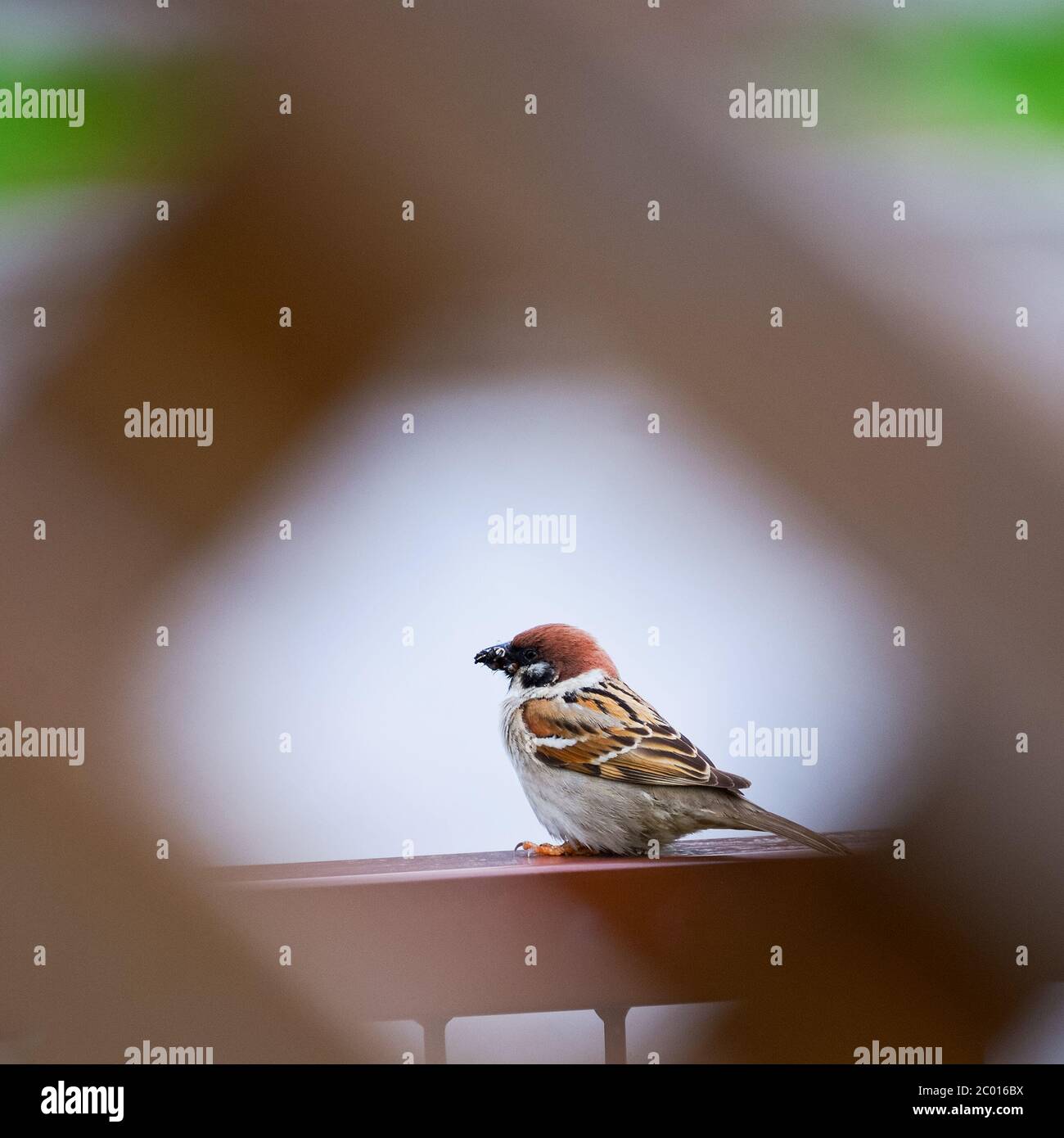 An insect in its beak hi-res stock photography and images - Alamy