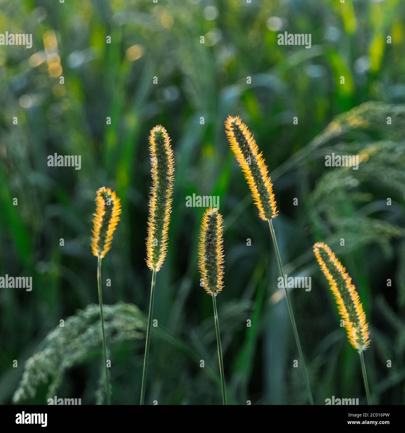 Back light grass hi-res stock photography and images - Alamy