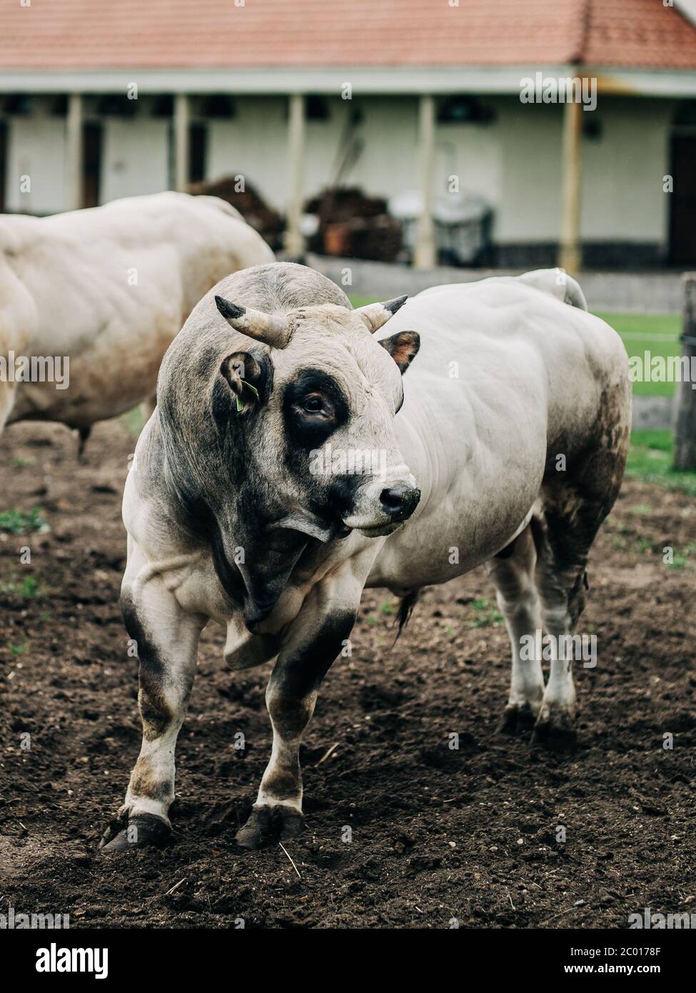 breed of Argentine bull reared for meat Stock Photo - Alamy