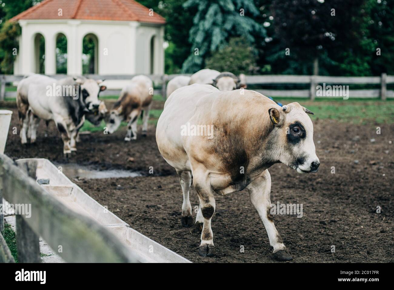 breed of Argentine bull reared for meat Stock Photo - Alamy