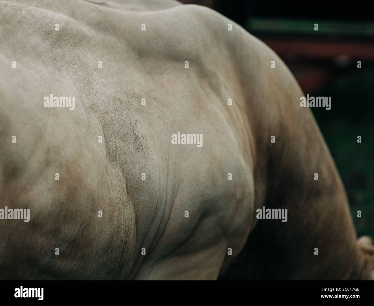 breed of Argentine bull reared for meat Stock Photo - Alamy