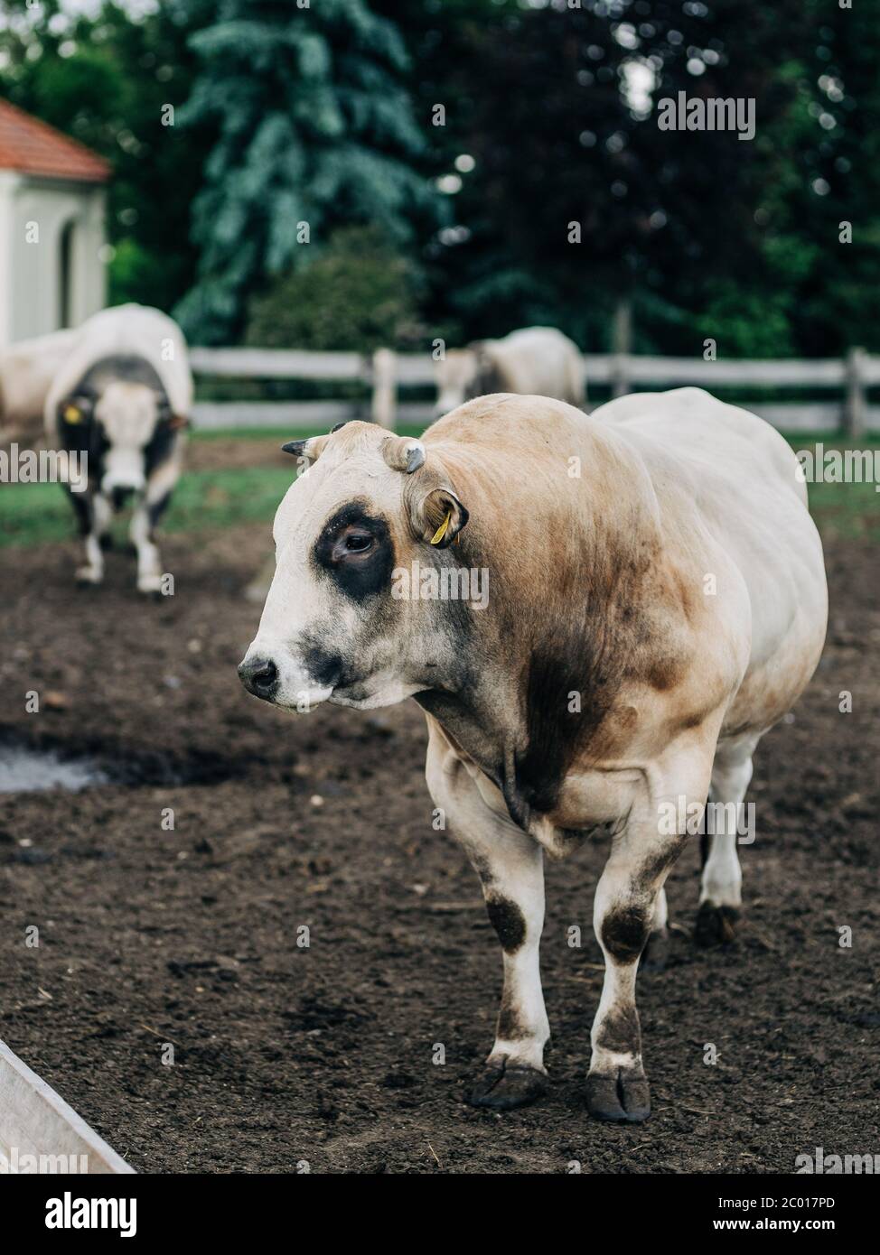 breed of Argentine bull reared for meat Stock Photo - Alamy