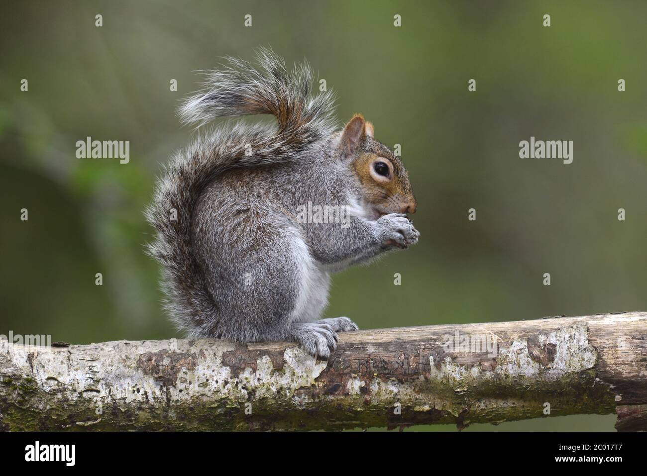 Common gray squirrel bushy tail hi-res stock photography and images - Alamy