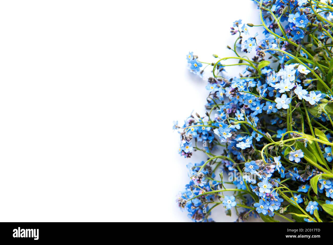 Forget-me-nots on white background with copy space. Romance concept ...