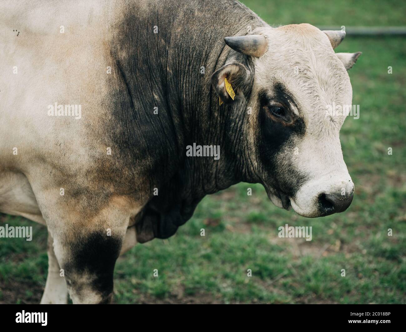 breed of Argentine bull reared for meat Stock Photo - Alamy