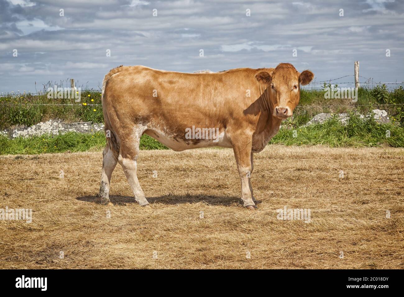 Irish beef cattle hi-res stock photography and images - Alamy
