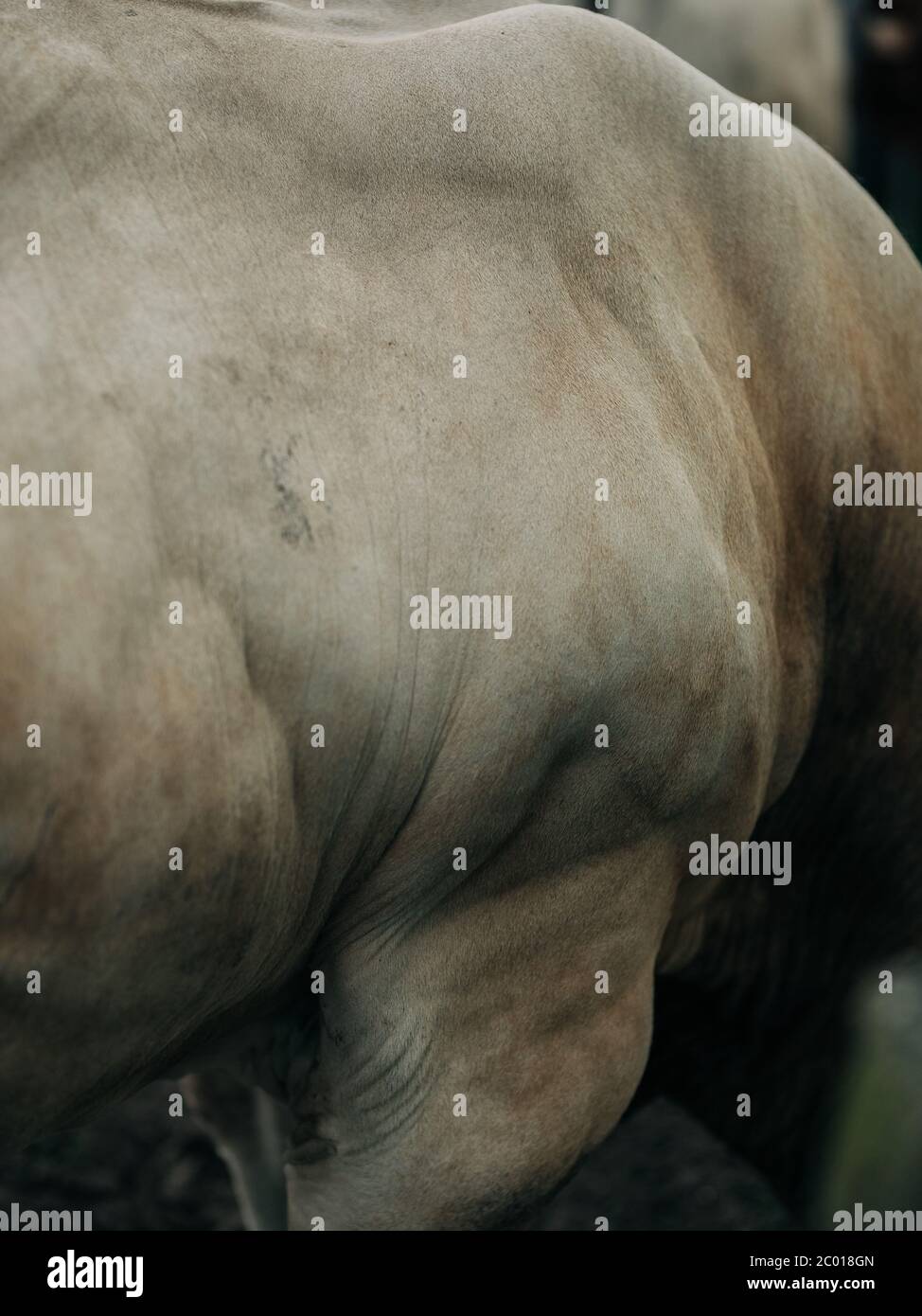 breed of Argentine bull reared for meat Stock Photo - Alamy