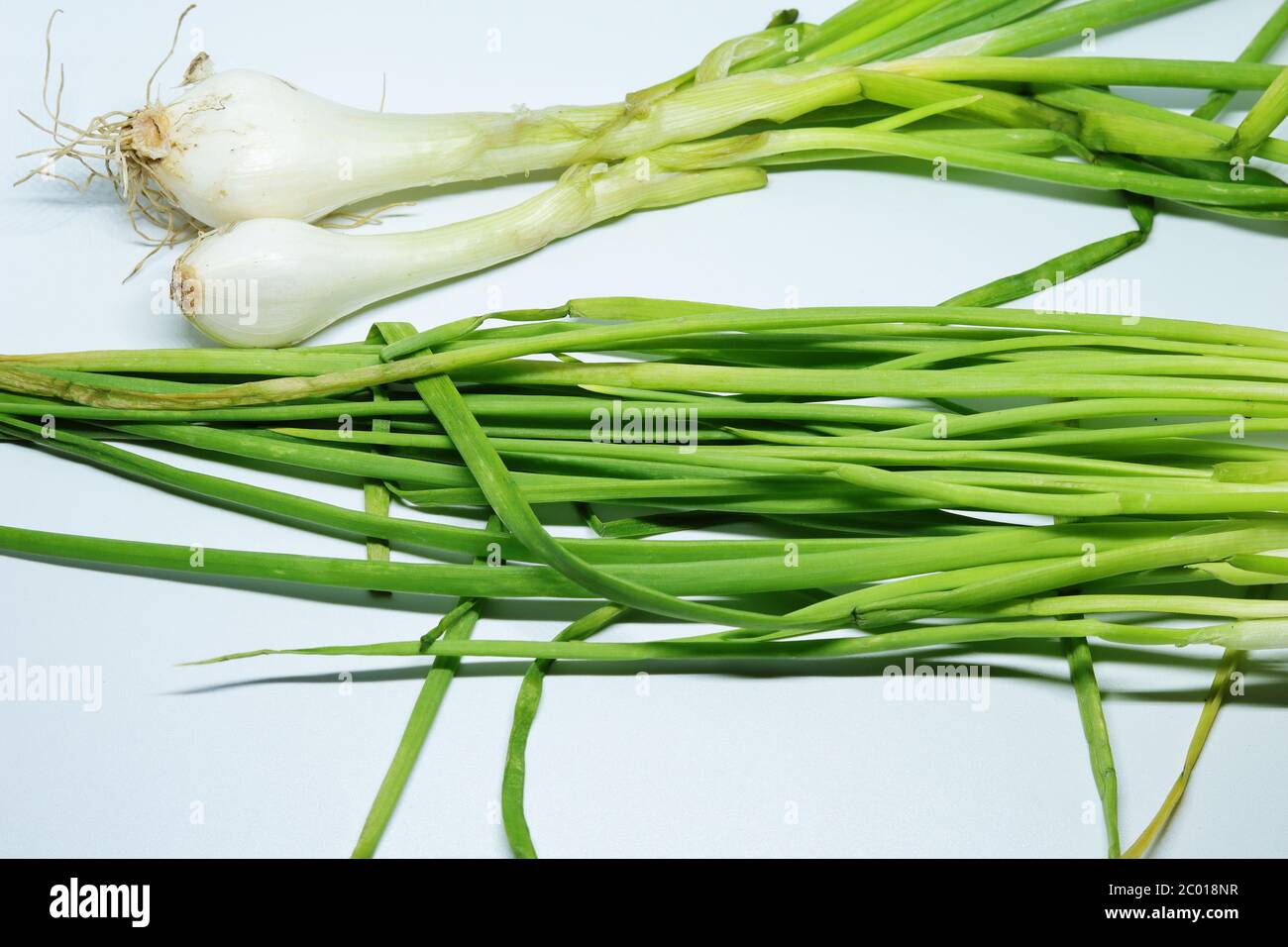 Fresh Green Spring Onion With Roots On An Isolated White Background ...