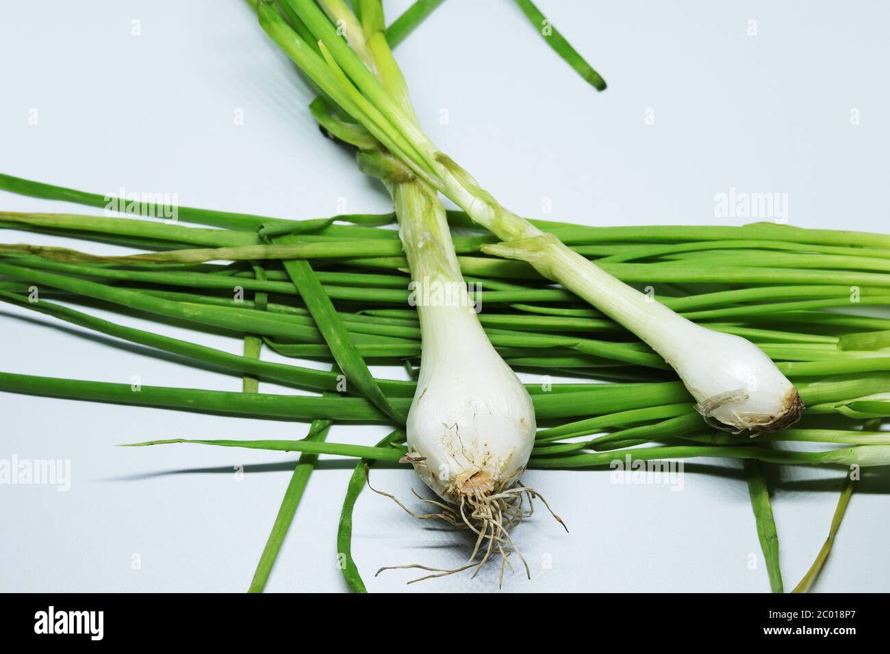 Fresh Green Spring Onion With Roots On An Isolated White Background ...