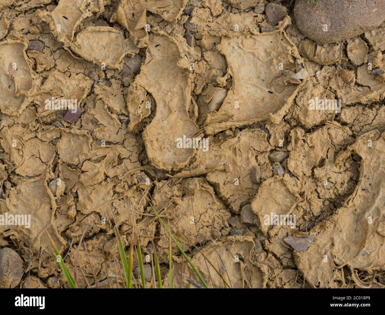 Dehydrated texture hi-res stock photography and images - Alamy