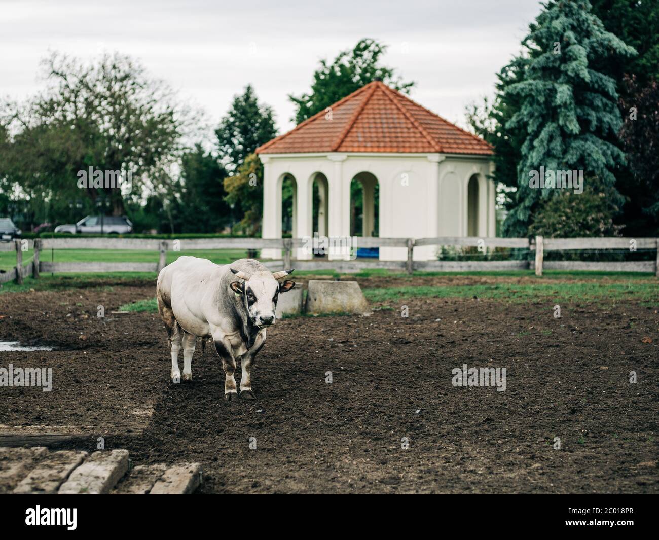 breed of Argentine bull reared for meat Stock Photo - Alamy