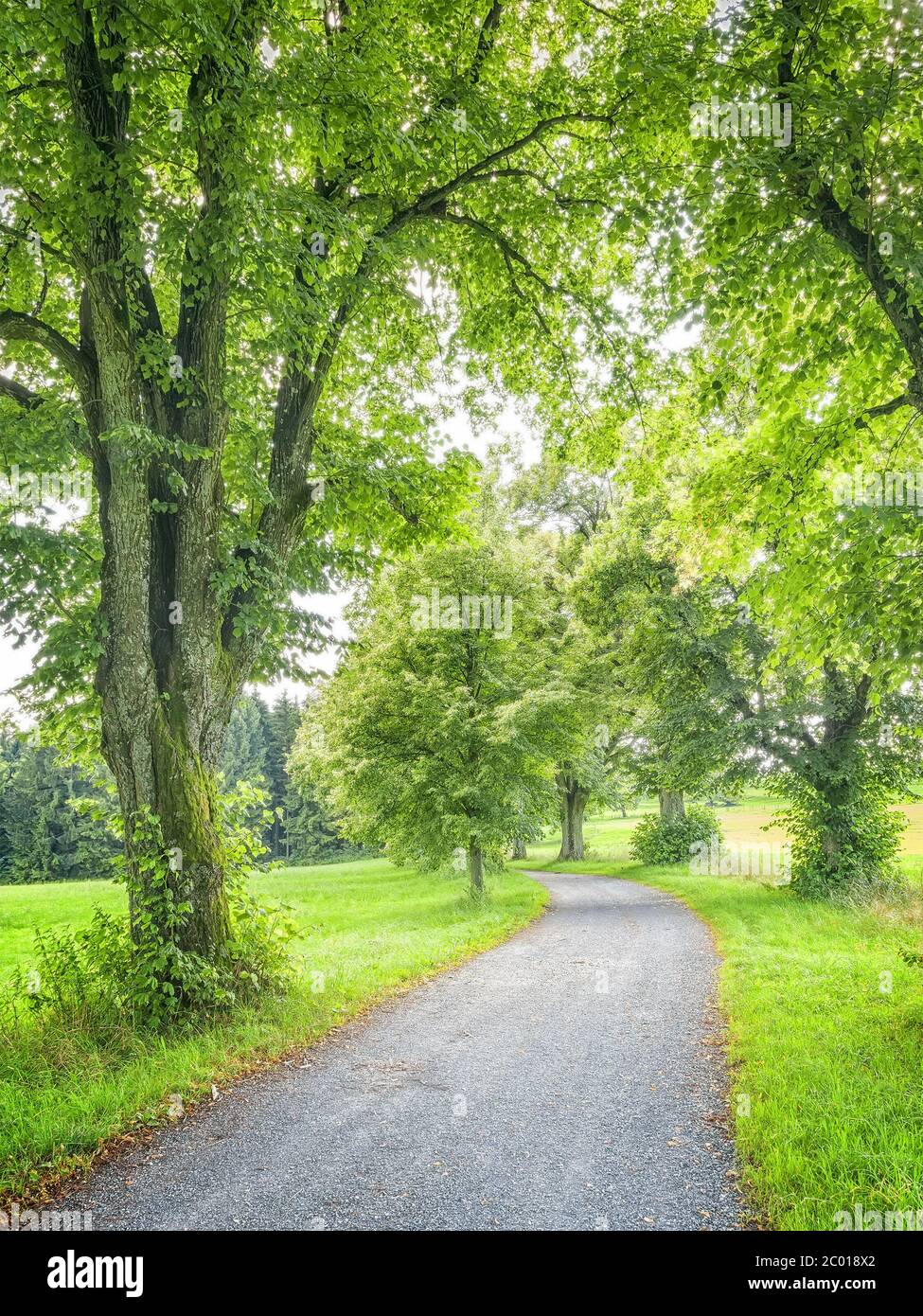 avenue tree green nature Stock Photo - Alamy