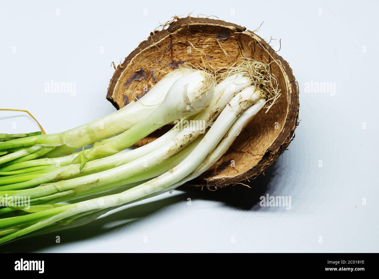Fresh Green Spring Onion With Roots On An Isolated White Background ...